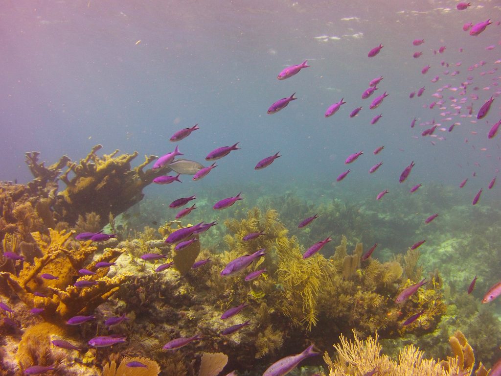Discover the Amazing Key Largo Coral Reef | Island Ventures