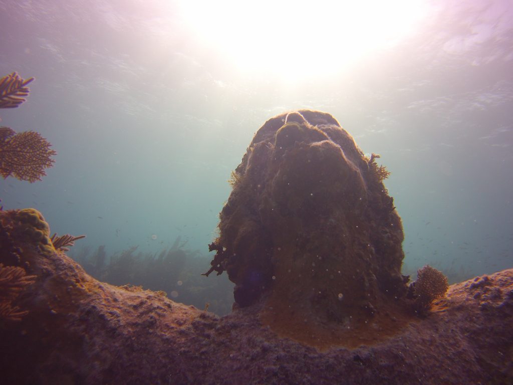 Snorkeling and SCUBA diving the Statue of Christ Key Largo