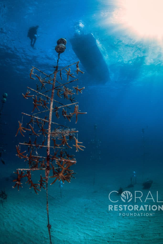 Coral conservation activities with Iconic Reef Guardians