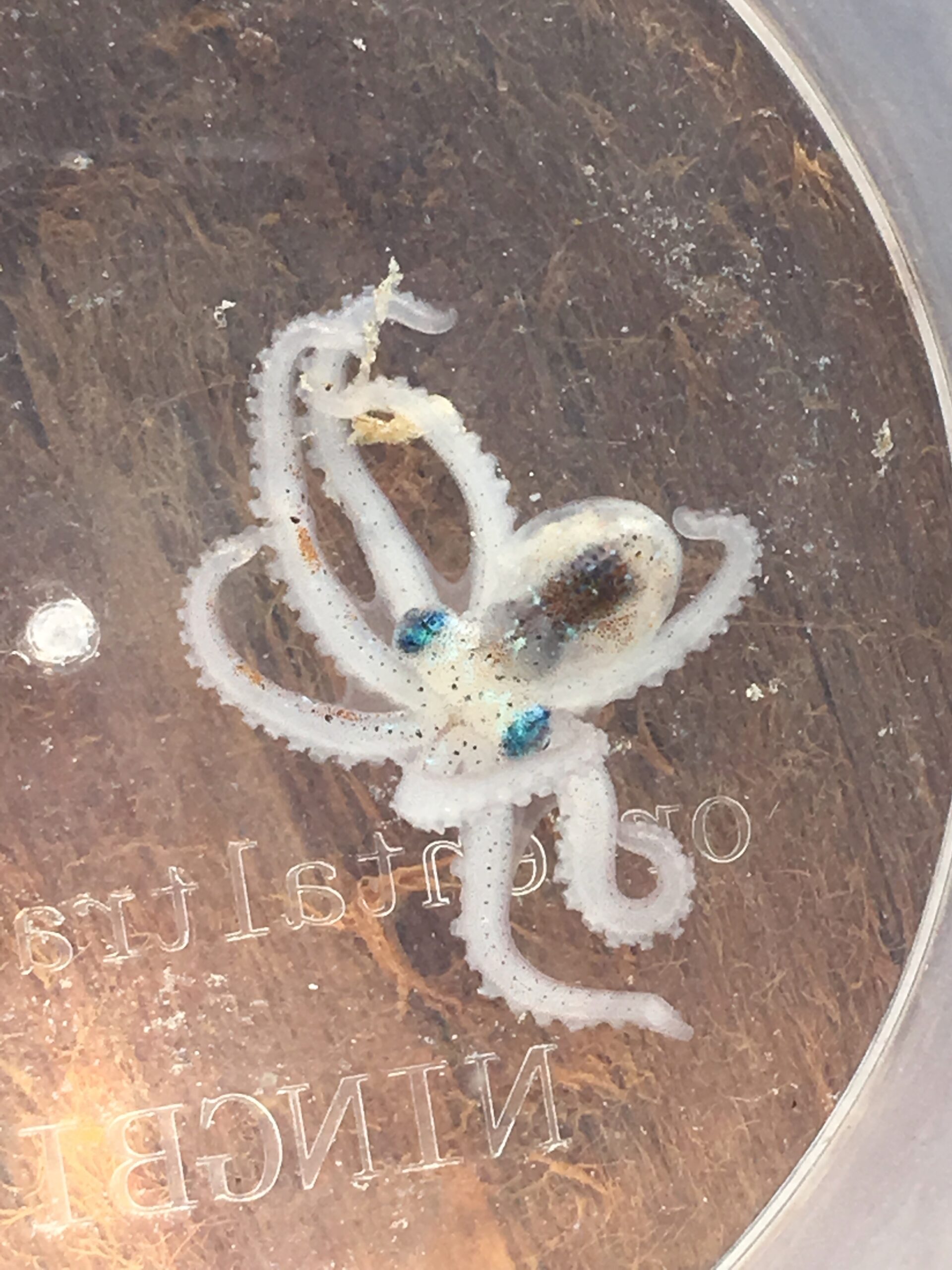 Caribbean Pygmy Octopus