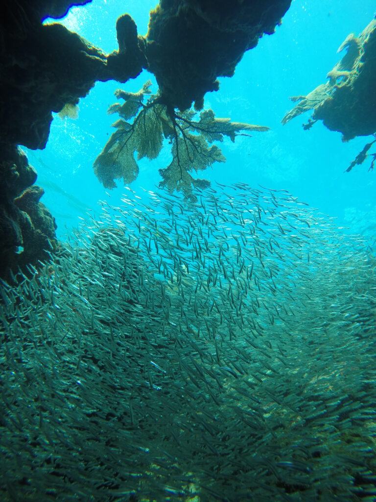 North Dry Rocks Key Largo | Island Ventures