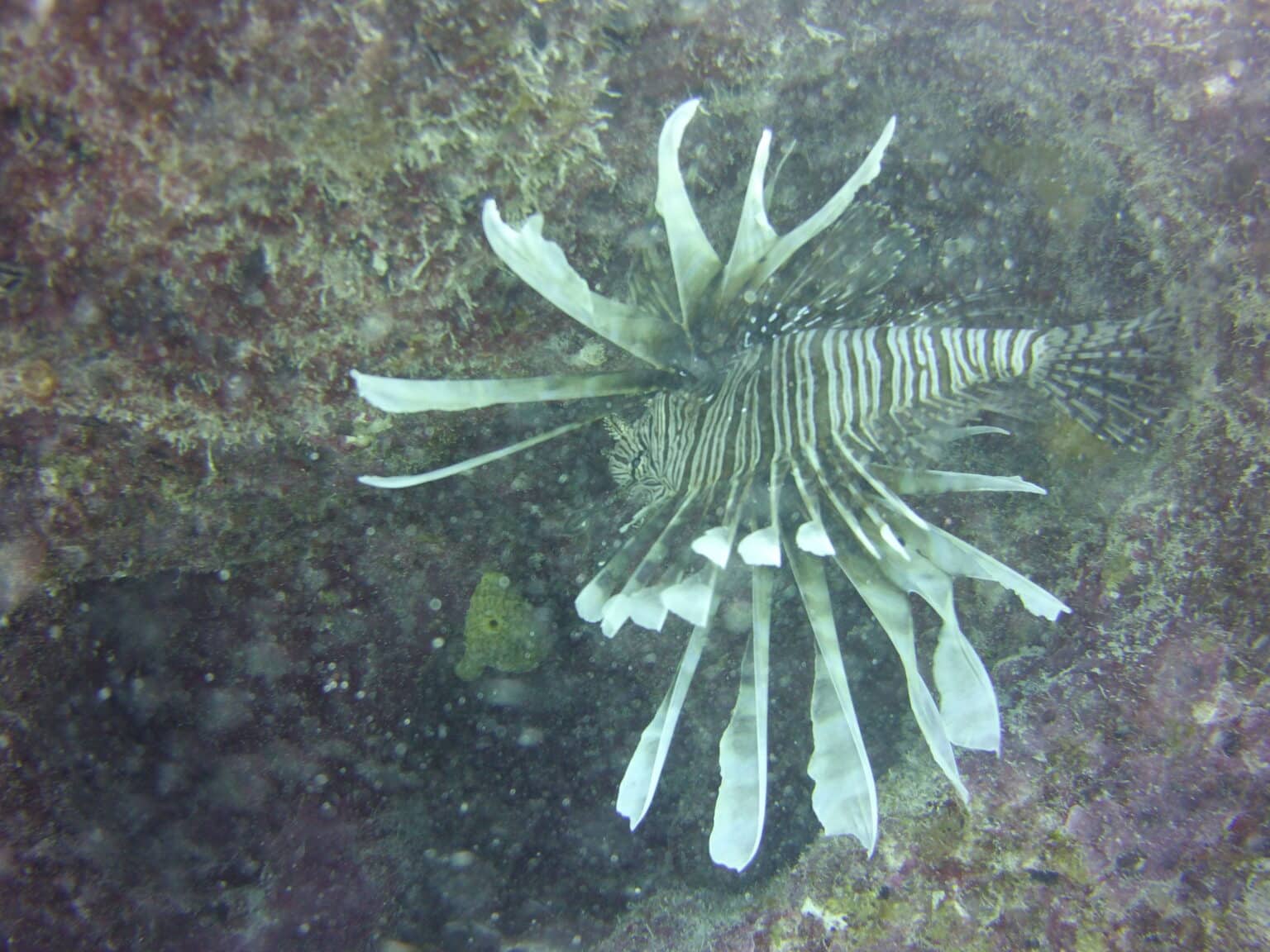 Lionfish Hunting Key Largo removing these invasive predators