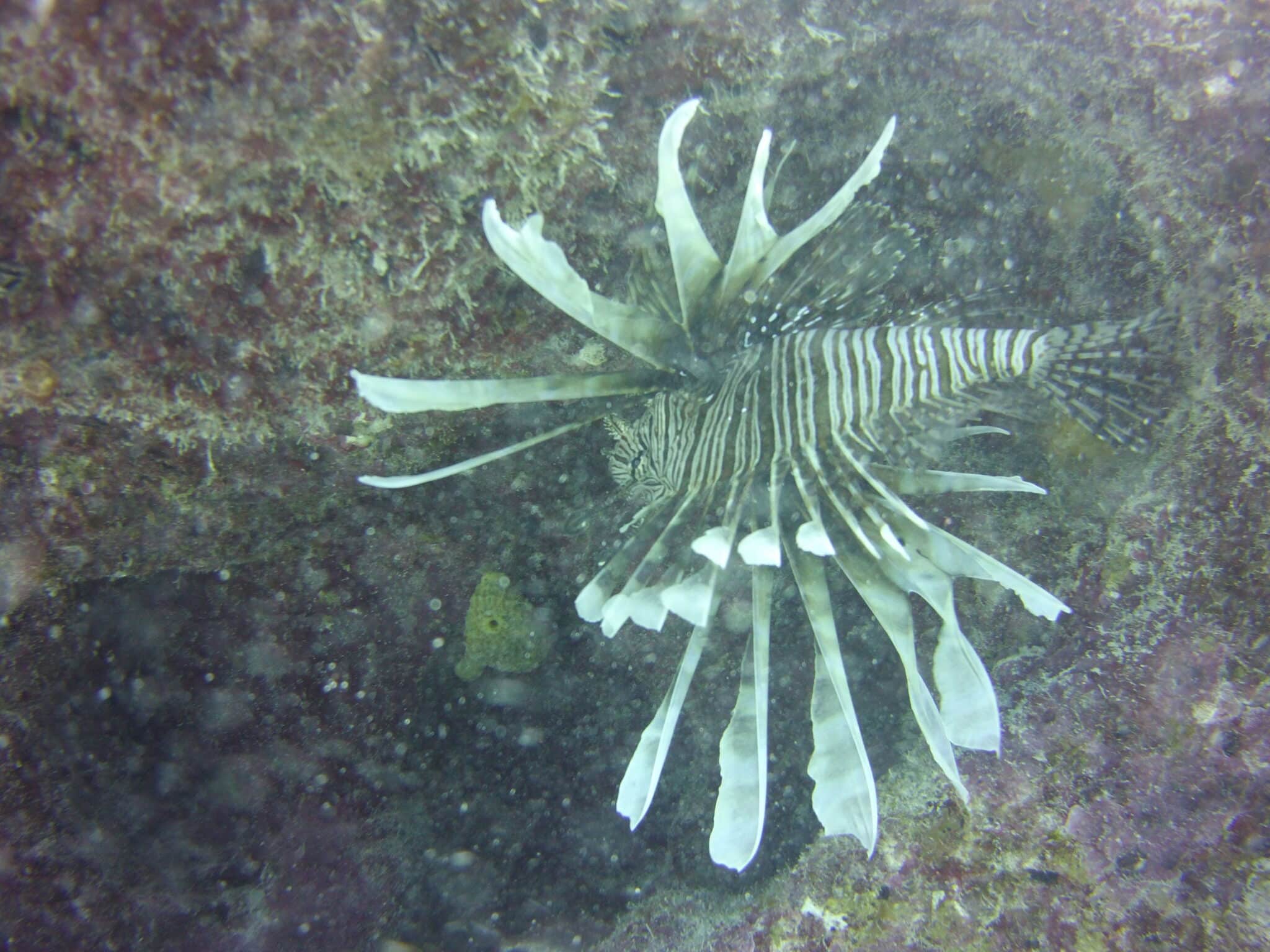 Lionfish Hunting Key Largo removing these invasive predators